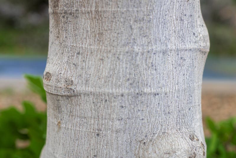 Photography of the Detail of the Trunk of a Fig Tree Stock Photo ...