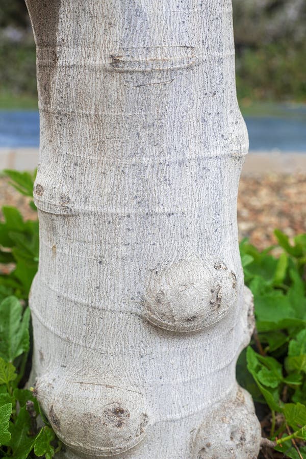 Detail of the Trunk of a Tree in the Forest Vegetation Stock Photo ...
