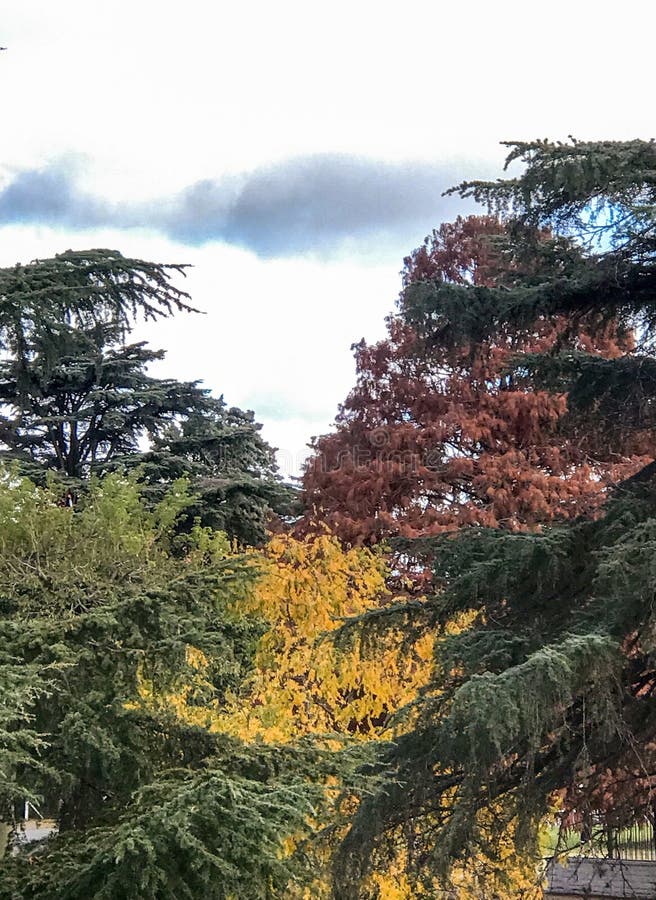Photography of the Different Colors of the Trees in Autumn Stock Photo ...