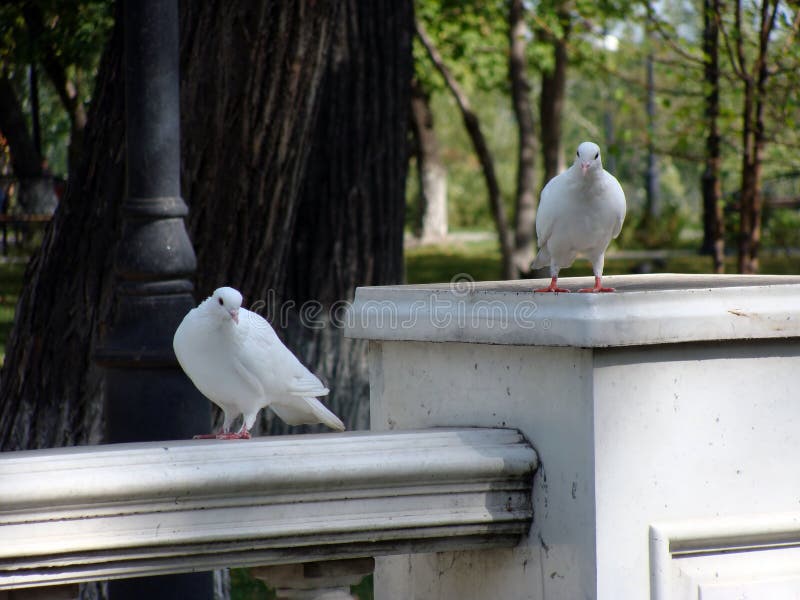 Photography dove stock photo. Image of pets, outdoors - 57135960