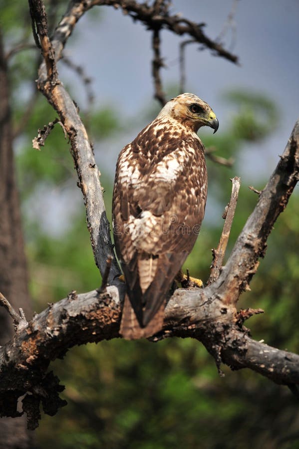 Photography of an Eagle on Tree Stock Photo - Image of eagle, symbol ...