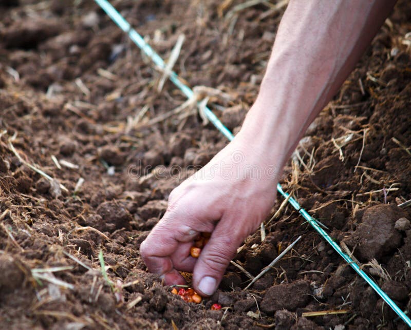Photography in the Field Planting Corn. Stock Image - Image of ...