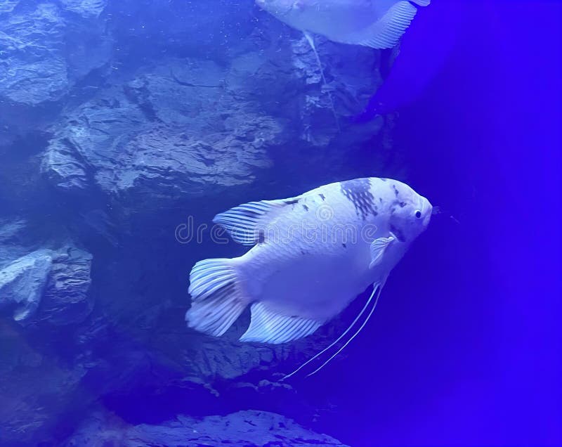 A Photography of a Fish Swimming in a Tank with Rocks, There are Two ...
