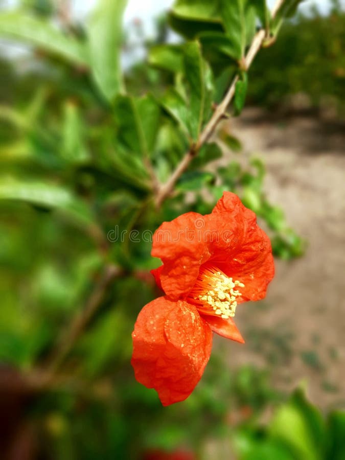 Nachural Stock Photos - Free & Royalty-Free Stock Photos from Dreamstime