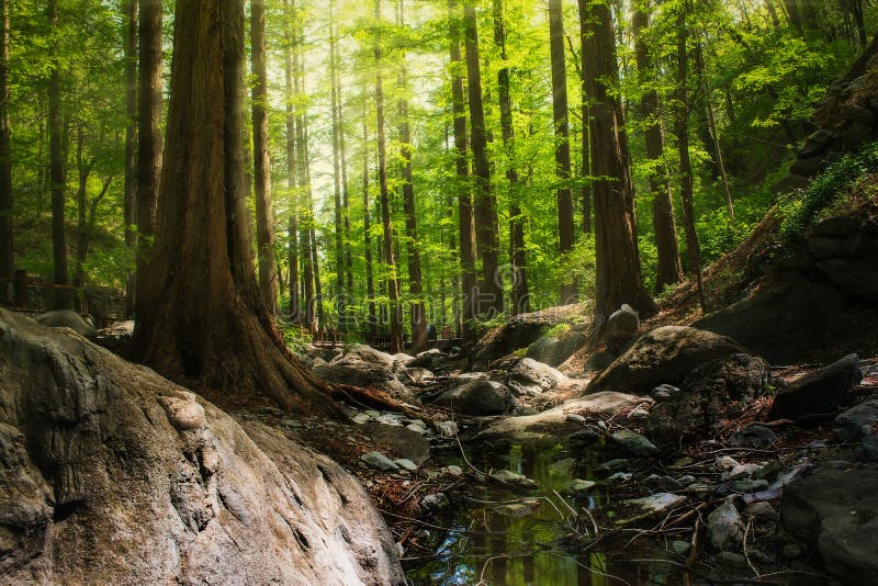 Photography Of Forest During Daytime Picture. Image: 116695568