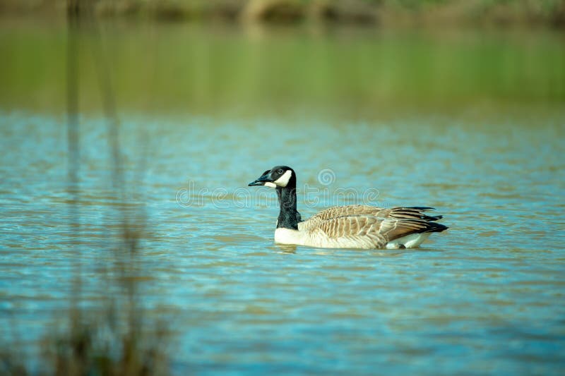 Photography Of Goose On Water Picture. Image: 116050173