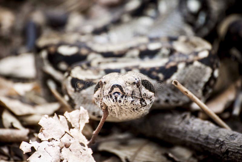Photography of Gray and Brown Snake Stock Image - Image of organism ...