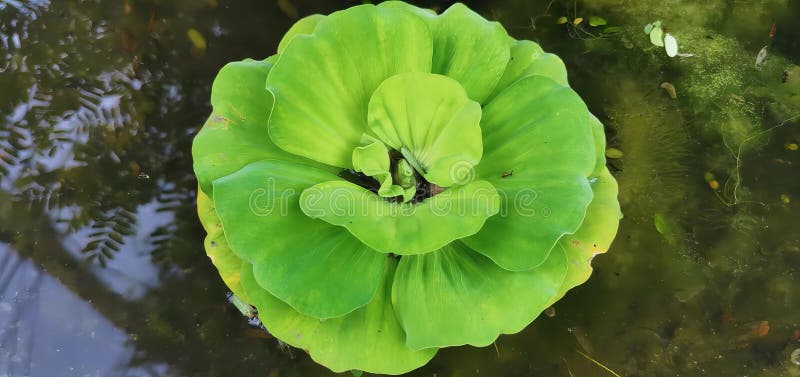 A Photography of a Green Leaf Floating in a Pond of Water, Head Cabbage ...