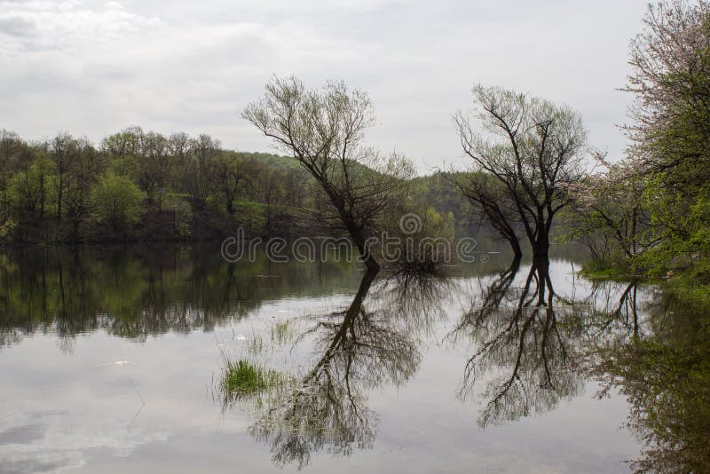Photography of Green Trees in Water Stock Image - Image of waterway ...