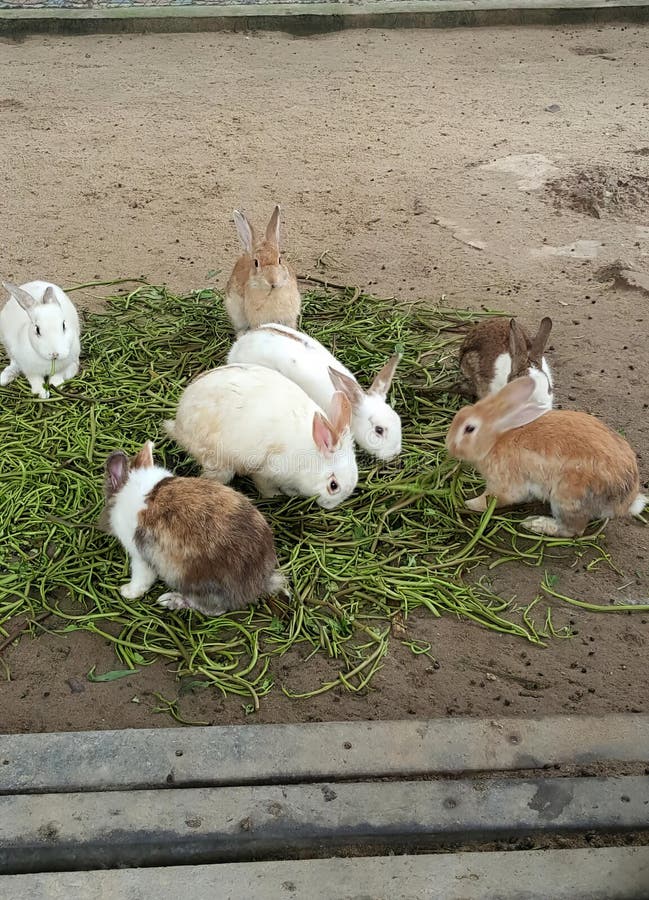 Group of Rabbits at Farm in Romania Stock Image - Image of group ...