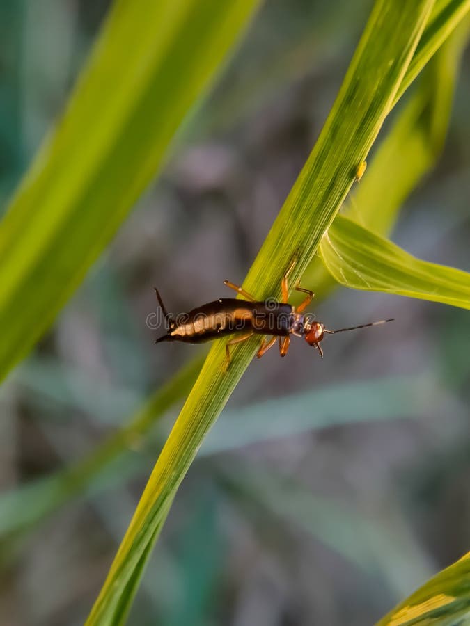 Photography of Insects in the Afternoon with Natural Light Makes the ...
