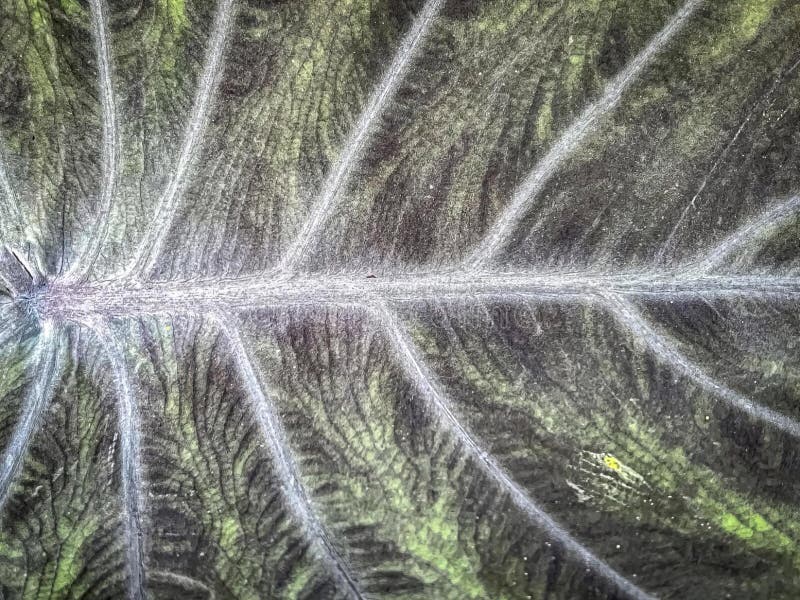 A Photography of a Leaf with a Yellow Bug on it, Fountain of Water on a ...