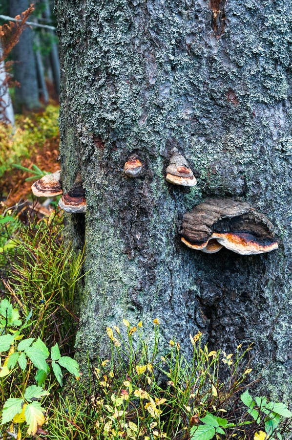 A hubs growing on a tree stock photo. Image of hubs - 124755808