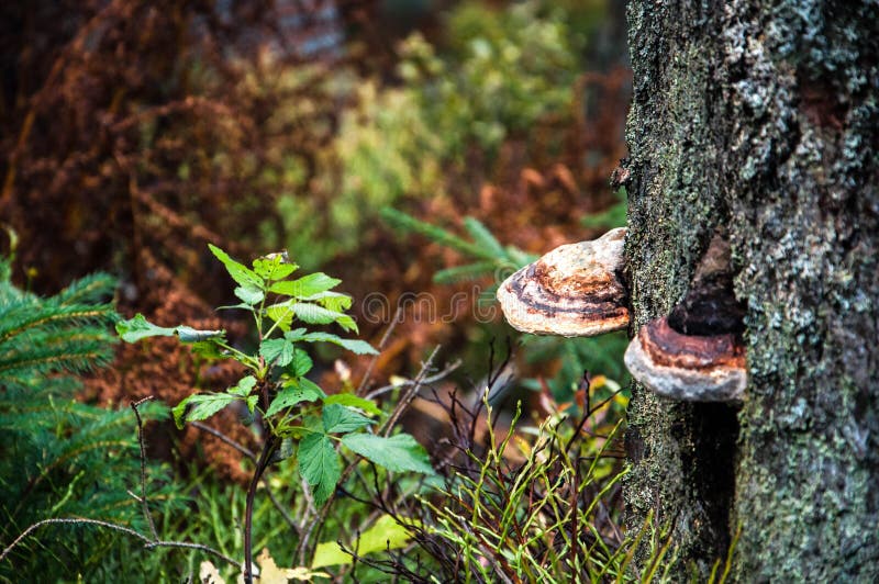 A hubs growing on a tree stock image. Image of forest - 124755753