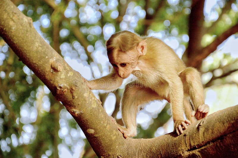 Photography Of Monkey On Tree Stock Photo - Image of animal, mammal ...