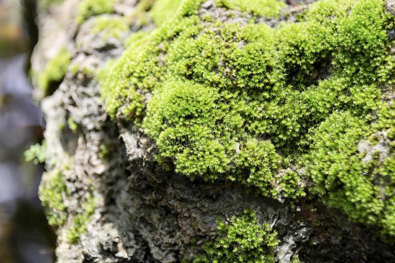 A Photography of a Mossy Rock with a Stream in the Background, a Close ...