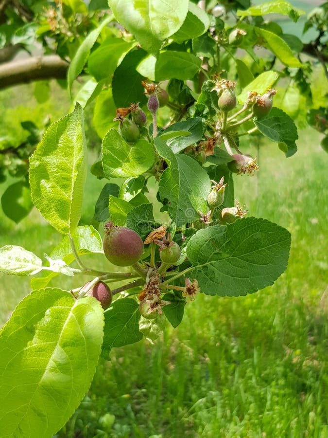 Small Developing Summer Apples Bathing in the Sun Stock Photo - Image ...