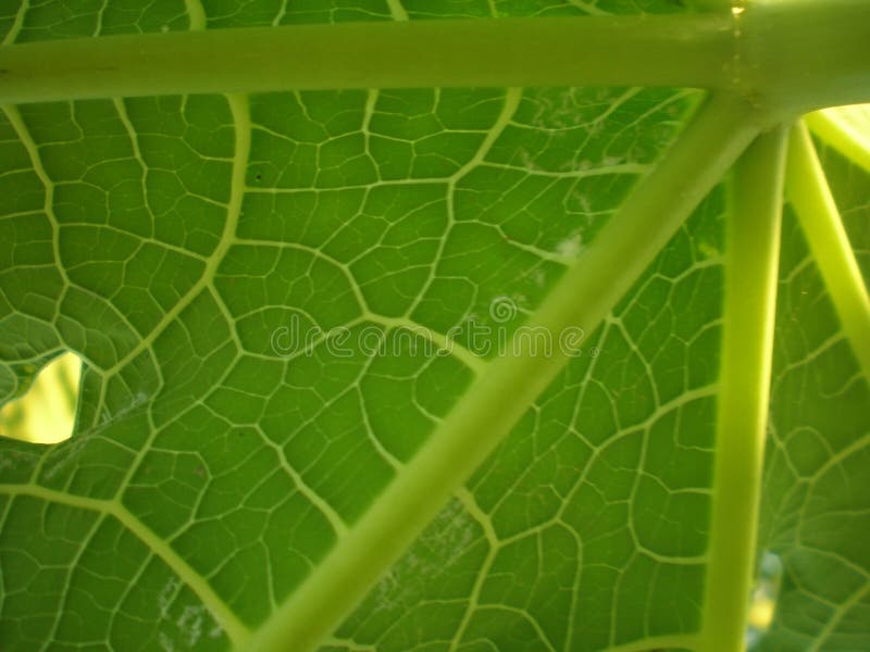 Green leaf pattern stock photo. Image of natural, pattern - 145730504