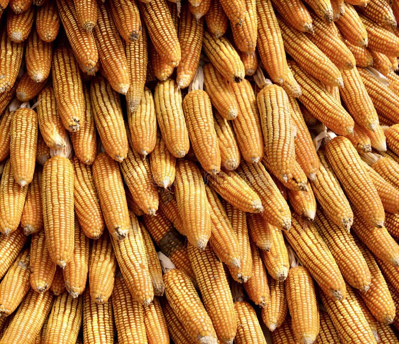 A Photography of a Pile of Corn that is Yellow, a Close Up of a Pile of ...