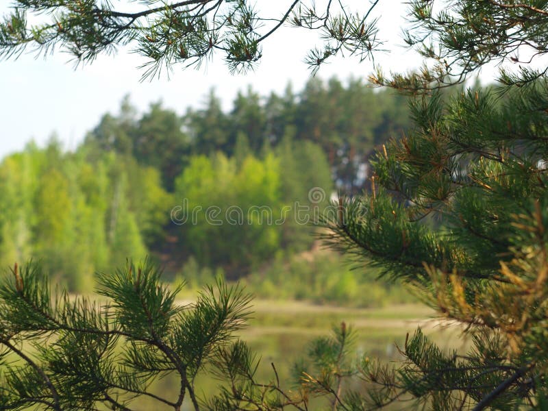 Photography in a Pine Forest. Pine Branches Stock Image - Image of ...
