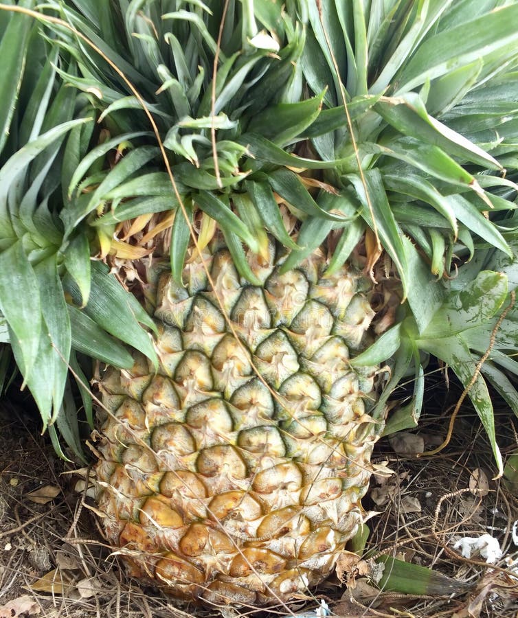 A Photography of a Pineapple Sitting in the Middle of a Patch of Grass, There is a Pineapple ...