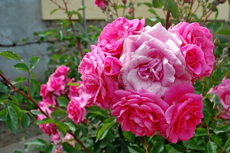 Photography of pink roses stock photo. Image of spring - 185742636