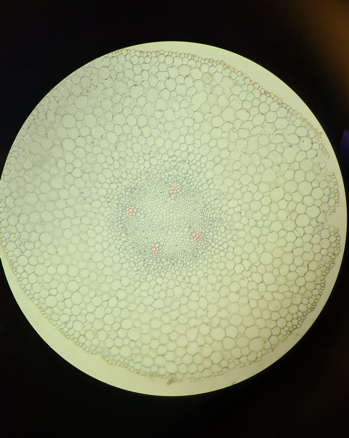Primary Structure of Root, Permanent Microscopic Photography Stock ...