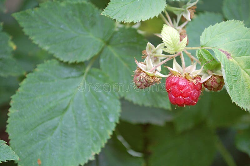 Photography of Raspberries Rubus Idaeus Stock Photo - Image of ...