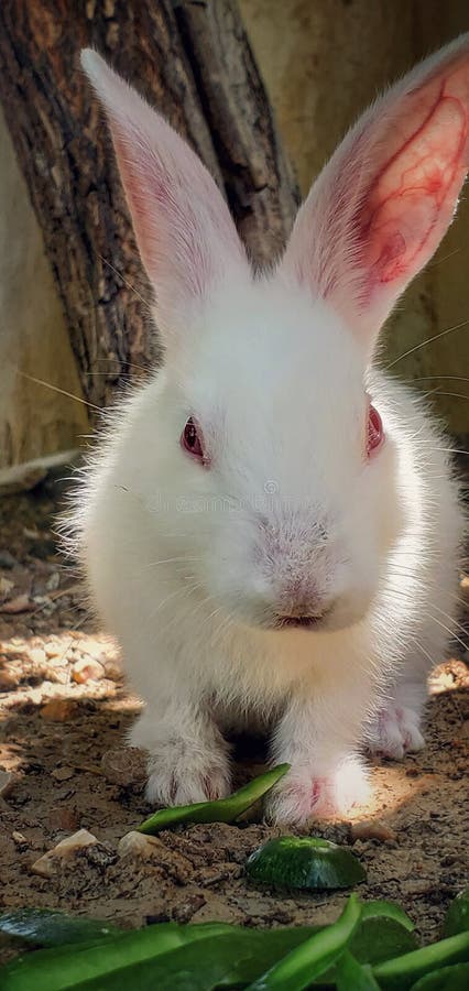 Photography of Red-eyed Rabbit Stock Photo - Image of nose, mammal ...