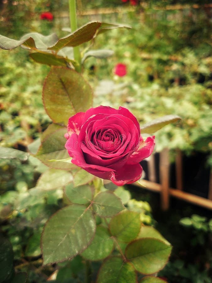 Photography of Red Roses Symbol of Love Stock Image - Image of love ...