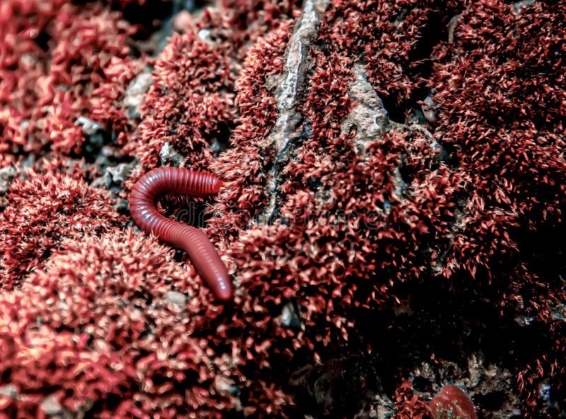 A Photography of a Red Worm Crawling on a Rock Covered in Red Moss, on ...