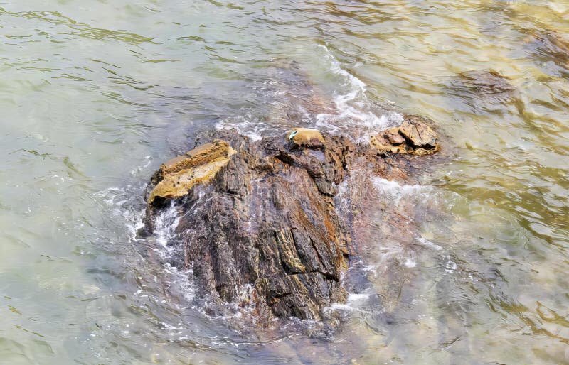 A Photography of a Rock in the Water with a Bird on it, There is a Bird ...