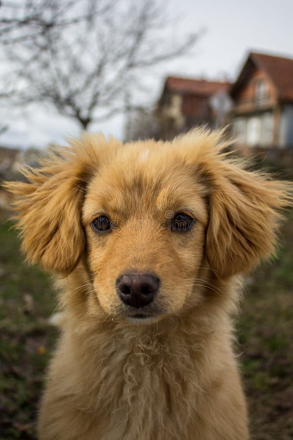 Photography of Small Cute Yellow Pappy Stock Photo - Image of snout ...