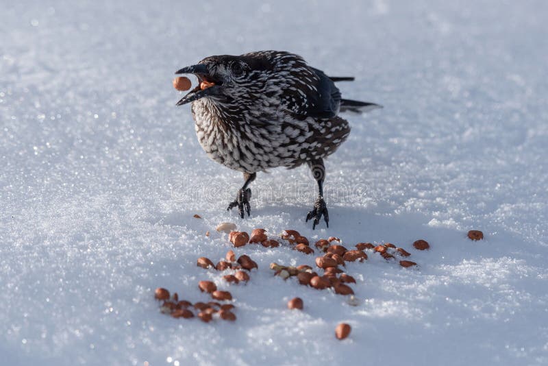 Spotted Nutcracker eating stock photo. Image of corvidae - 356448674