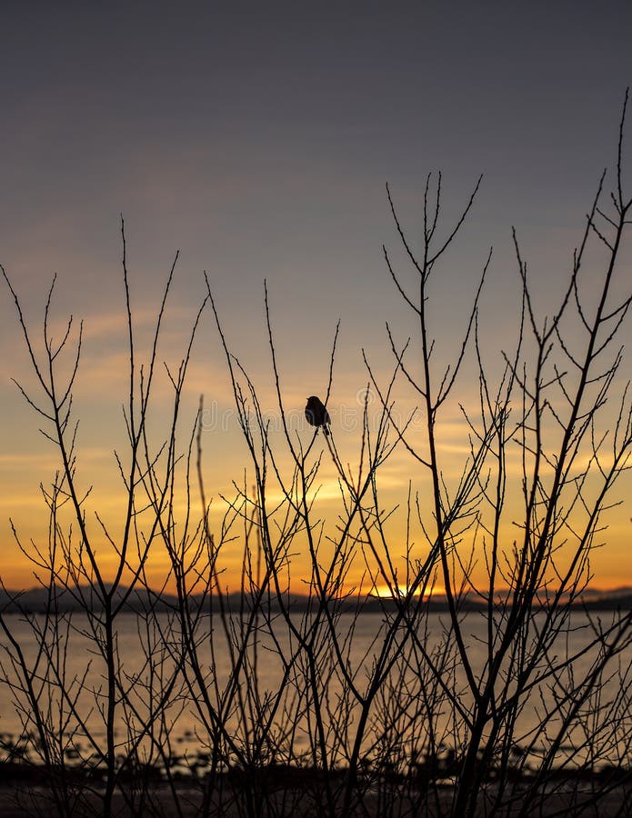 Photography of Sunset and Bird Stock Photo - Image of coastal, beach: 330811686
