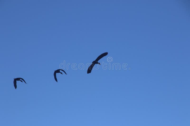 Photography Of Three Flying Birds Picture. Image: 109920634