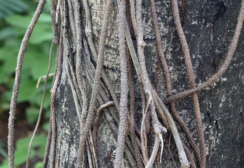 A Photography of a Tree with a Bunch of Branches Growing on it, There ...