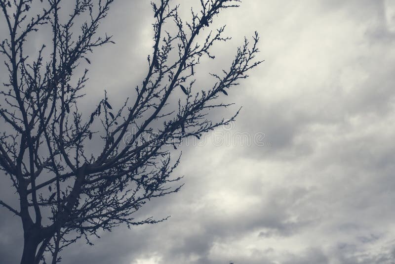 Photography of Tree in a Cloudy Day Stock Image - Image of rural, park ...