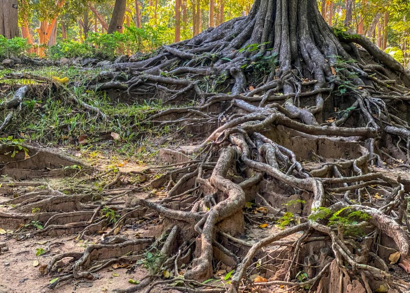 A Photography of a Tree with Its Roots Exposed in the Forest, Flowerpot ...