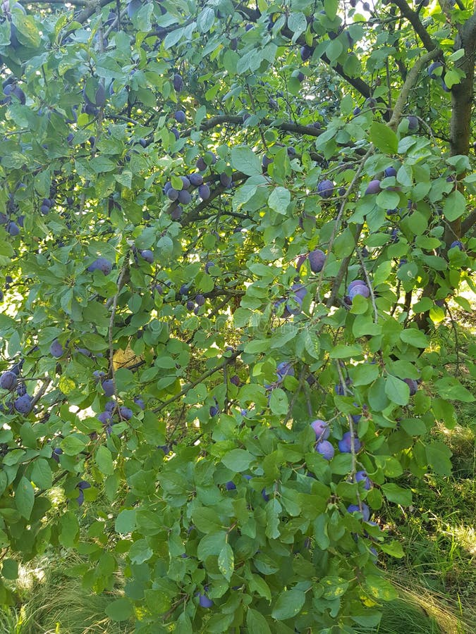 Plums on a Tree in Background Stock Photo - Image of nature, food ...