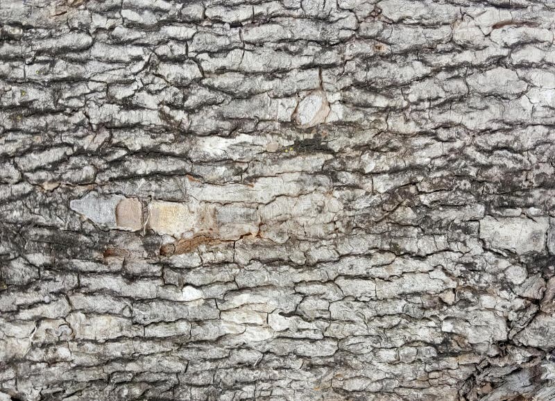 A Photography of a Tree Trunk with a Very Rough Surface, a Close Up of ...