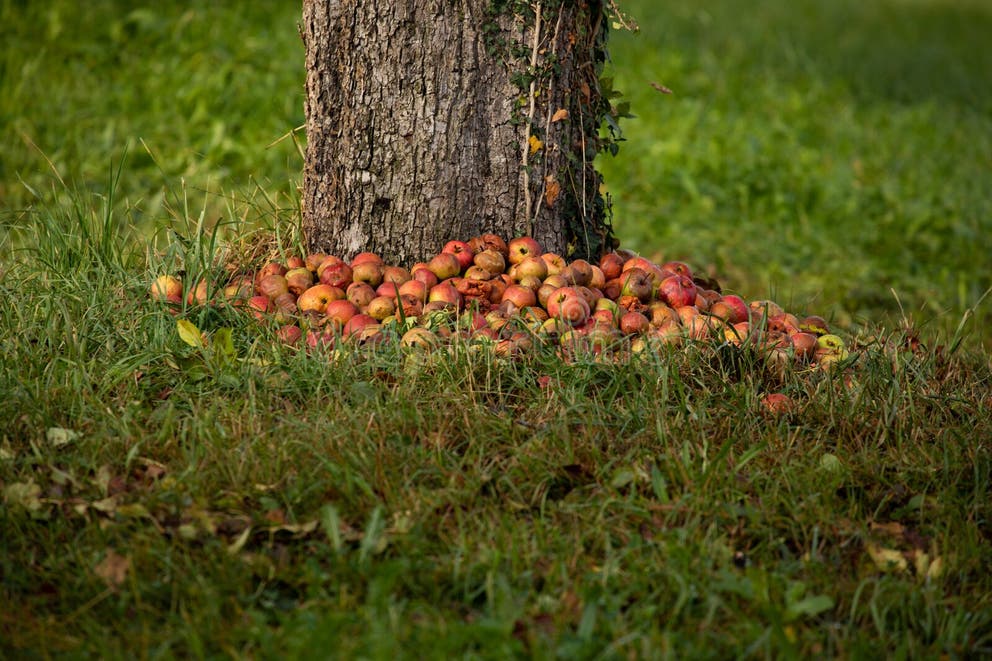 Trunk of a Tree with Plenty of Apples Stock Photo - Image of coutryside ...