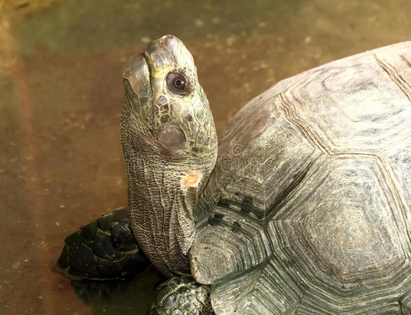 A Photography of a Turtle is Laying on the Ground Next To a Turtle ...