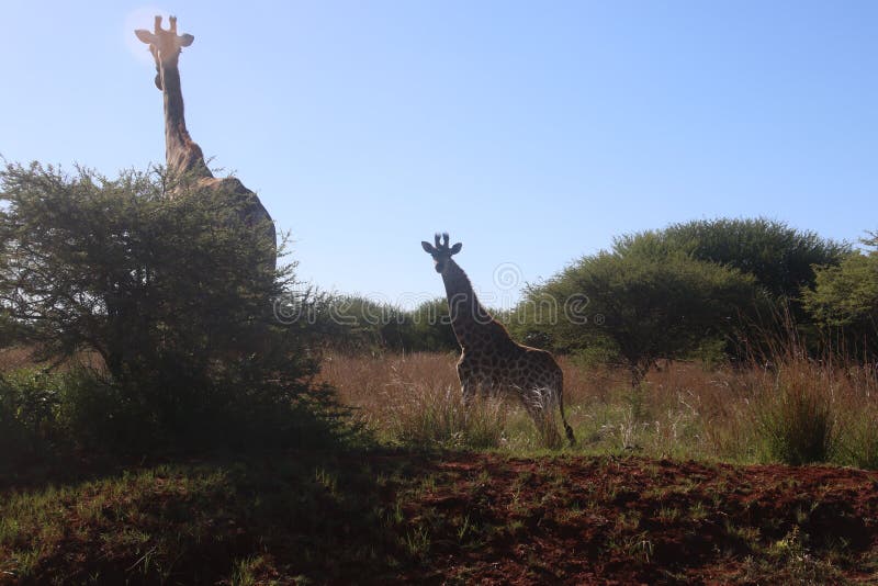 Photography Of Two Giraffes Near Green Tree Stock Photo - Image of ...