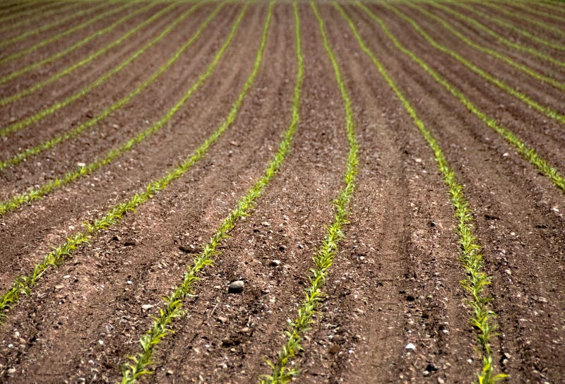 SAW Corn Field stock image. Image of vegetation, agronomy - 341106881