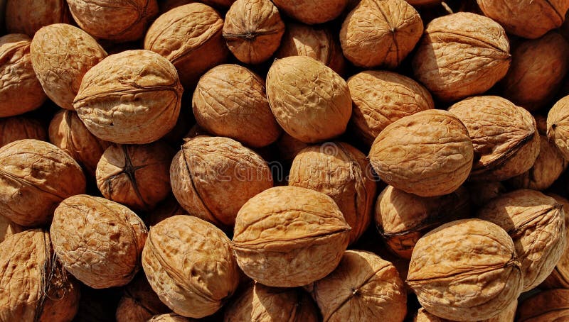 Walnuts stock image. Image of farming, season, nature - 103655129