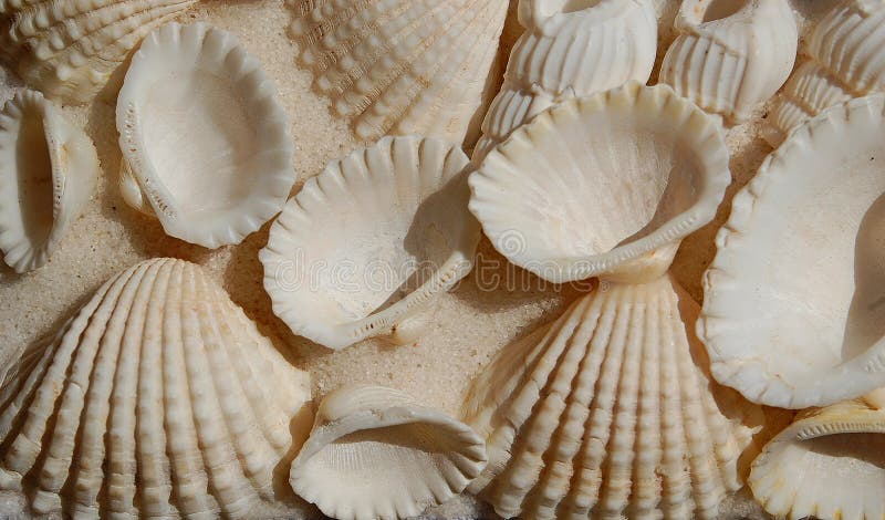 Photography of Warious Empty Seashells Stock Photo - Image of detail ...