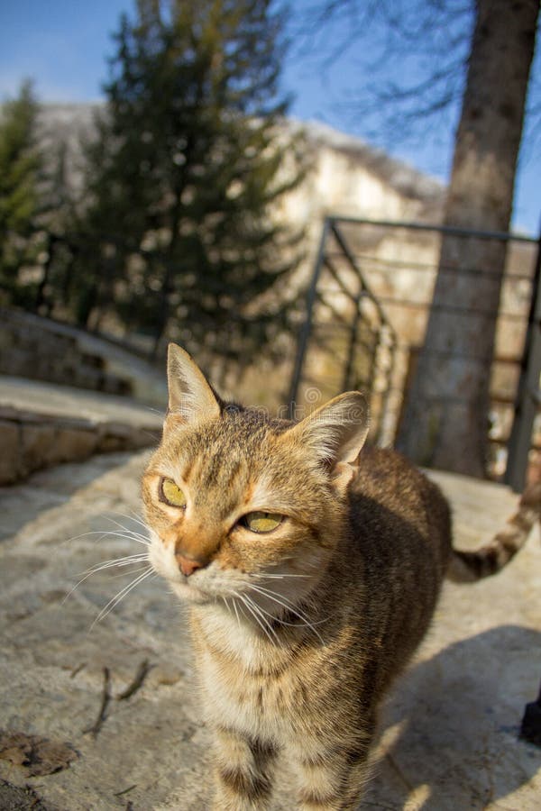 Photography of Yellow Domestic Cat Stock Photo - Image of domestic ...