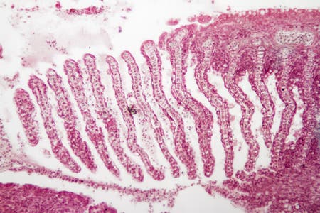 Photomicrograph of Fish Gills Stock Photo - Image of gills, science ...