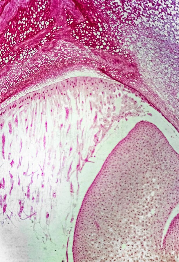 A Stem of Corn Under the Microscope Stock Photo - Image of ...